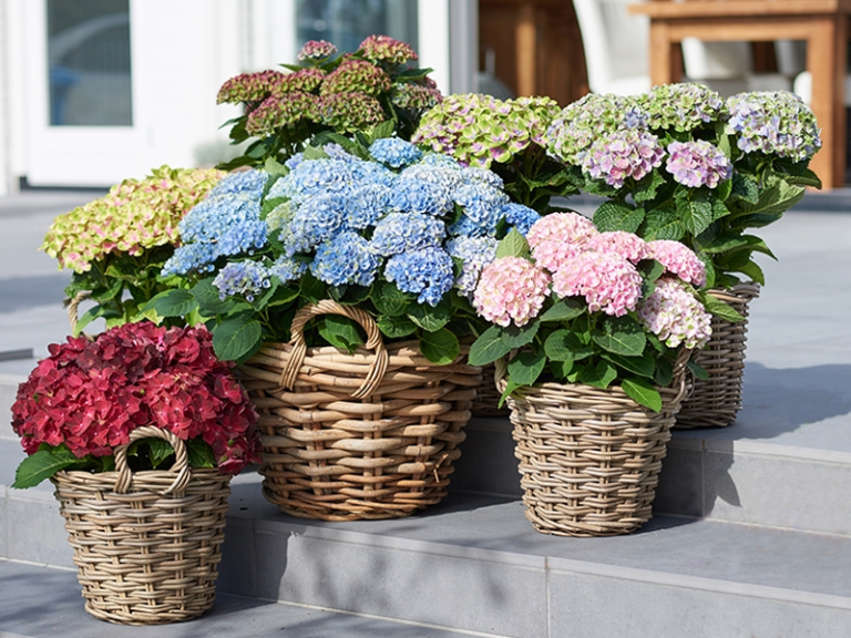 Pěstování hortenzie - jak a kdy je sázet a jak se o ně starat - BonaCasa.cz