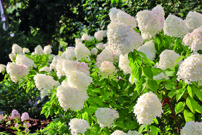 Pěstování hortenzie - jak a kdy je sázet a jak se o ně starat - BonaCasa.cz